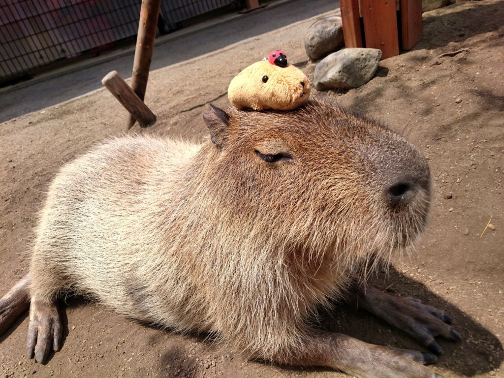 Capybara筆記 - KuroSean’s Tech Blog